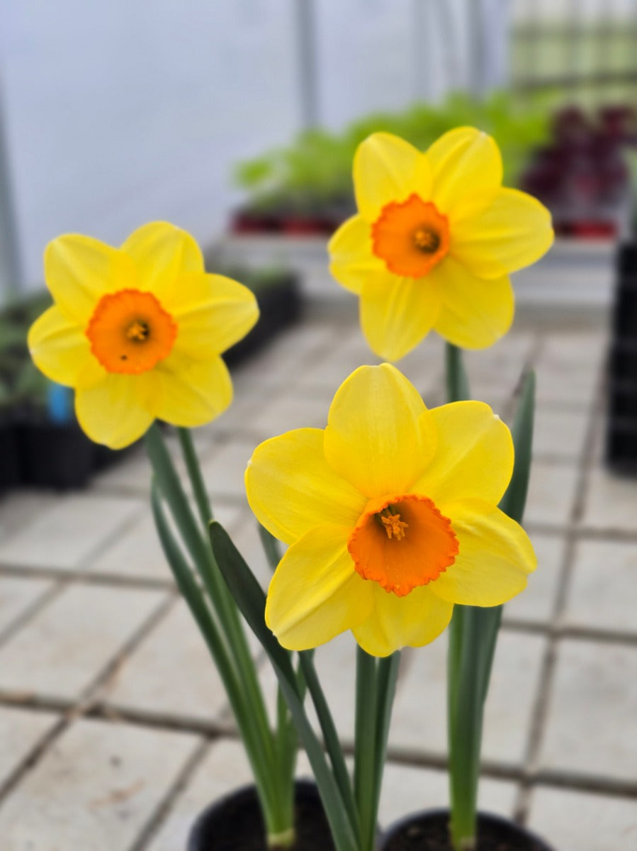 RED DEVON Daffodils 12/16 - Pack of 5 Bulbs – Biodiversitate